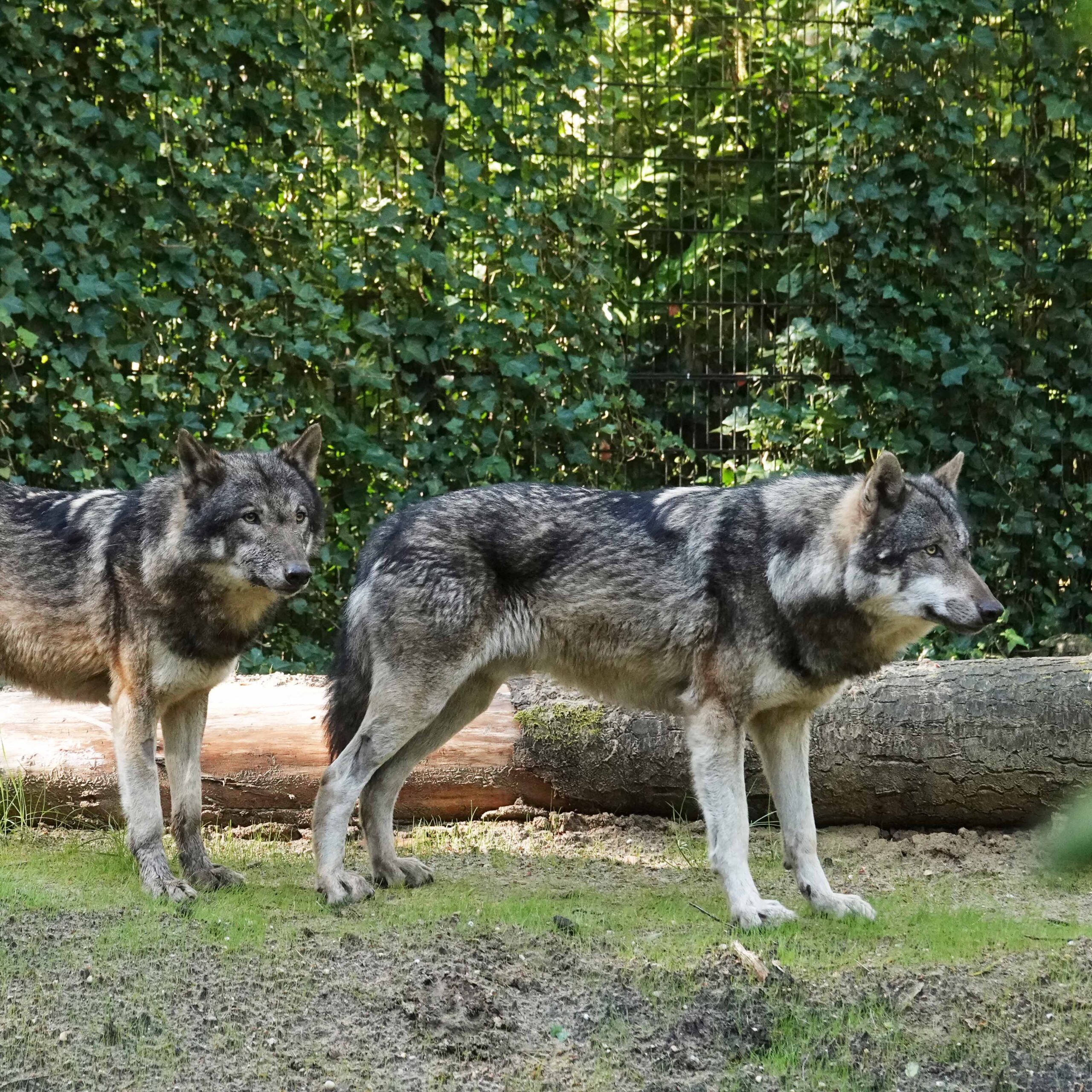Nieuwe wolven | Dierennieuws | DierenPark Amersfoort
