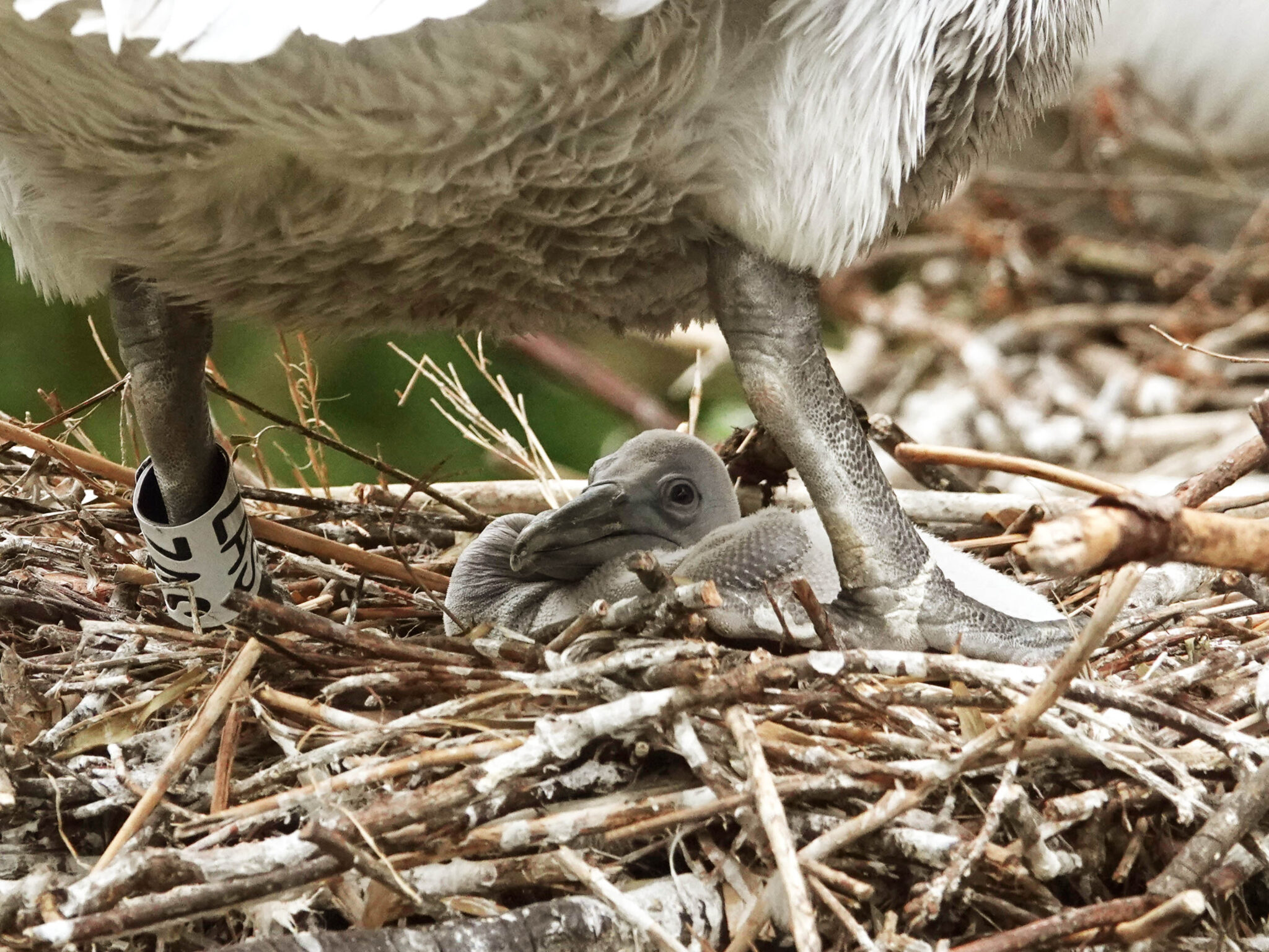 Pelikanenkuiken uit ei gekropen | Dierennieuws | DierenPark Amersfoort
