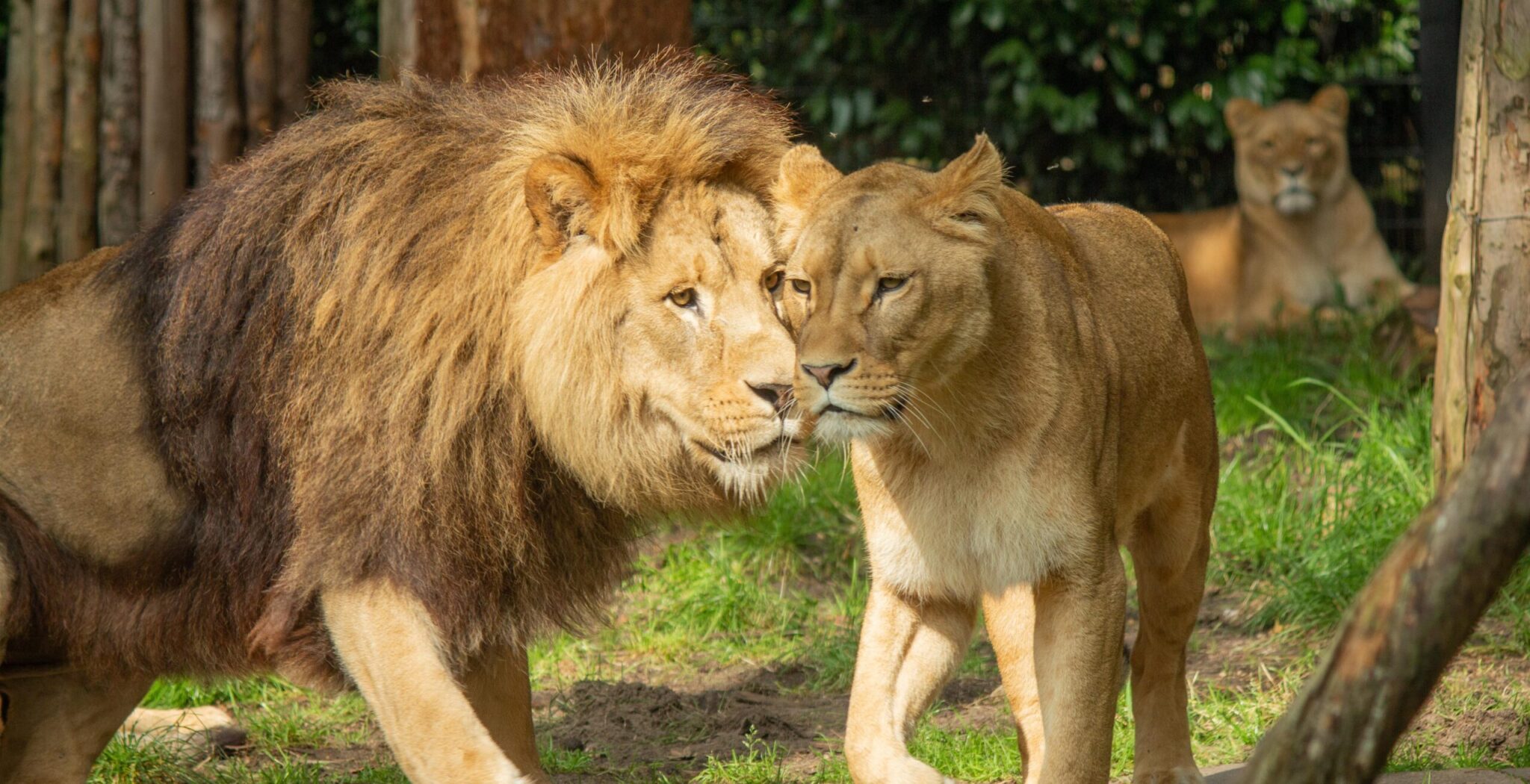 7 manieren hoe dieren met elkaar praten | Blog: Onderzoekcoördinator ...