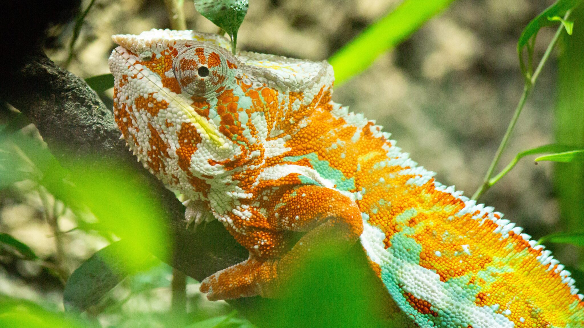 7 manieren hoe dieren met elkaar praten | Blog: Onderzoekcoördinator ...