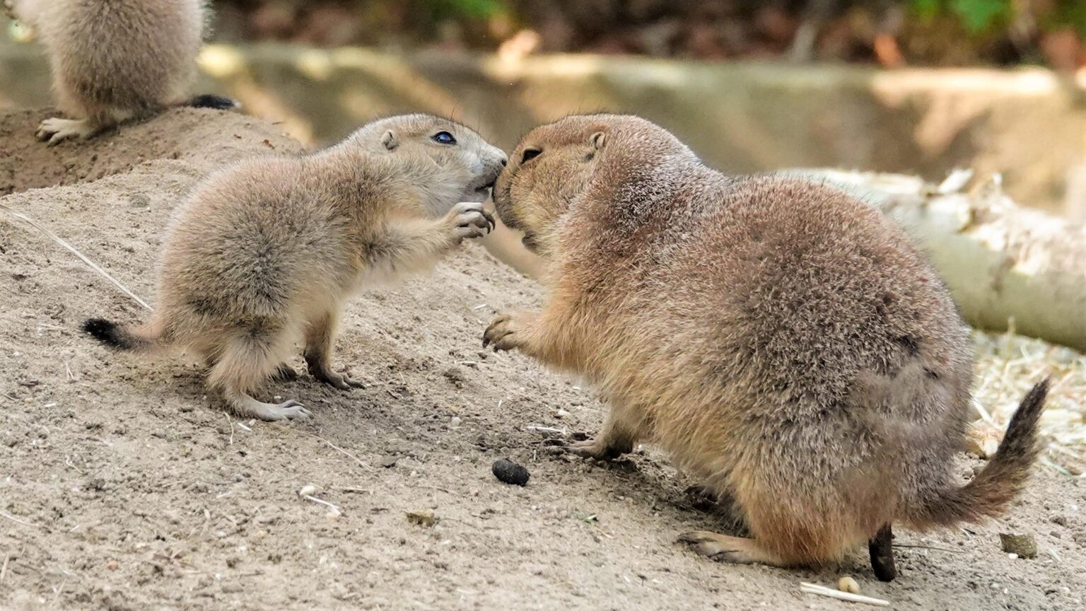 7 manieren hoe dieren met elkaar praten | Blog: Onderzoekcoördinator ...