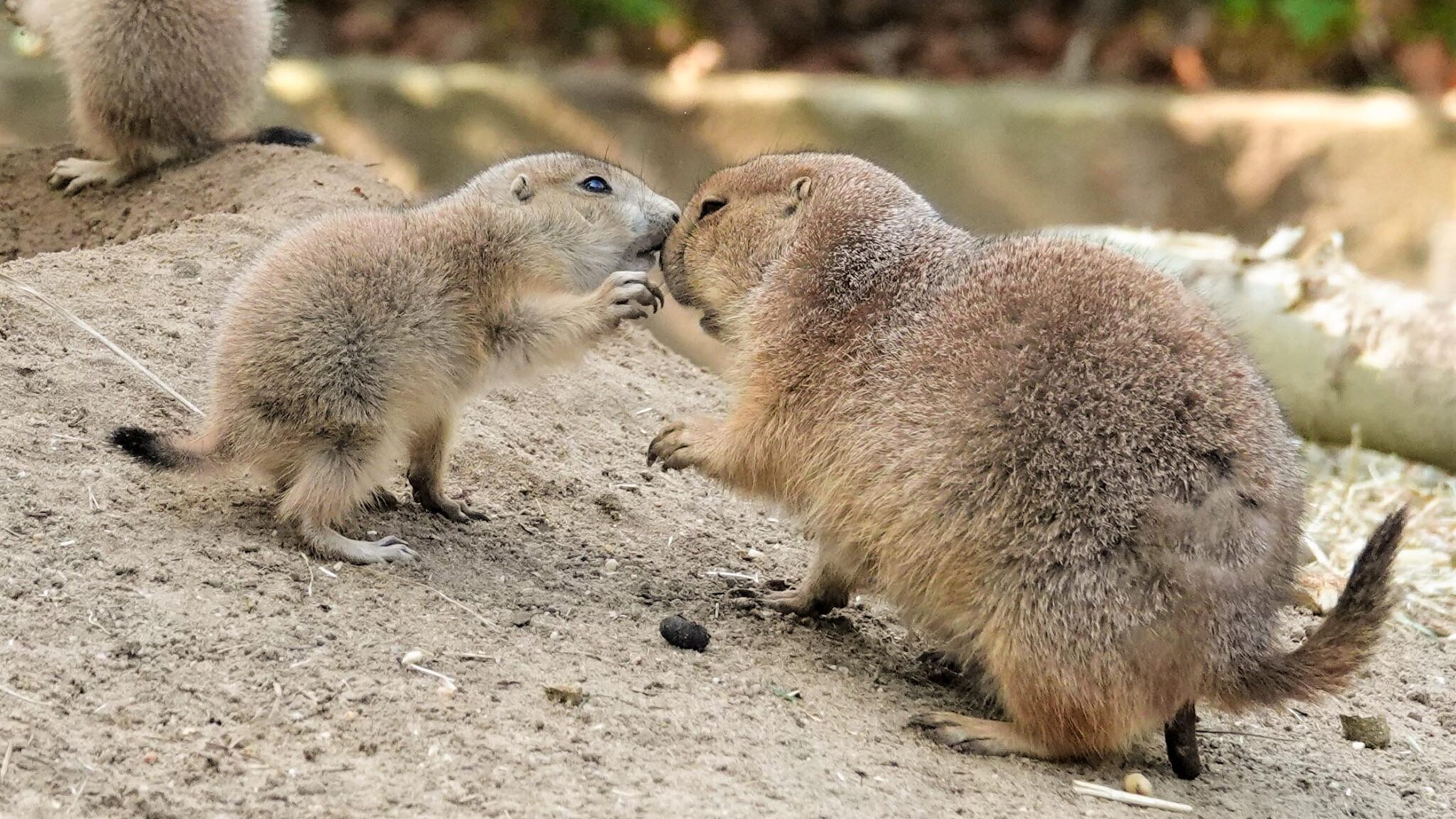 7 manieren hoe dieren met elkaar praten | Blog: Onderzoekcoördinator Heleen Post | DierenPark ...