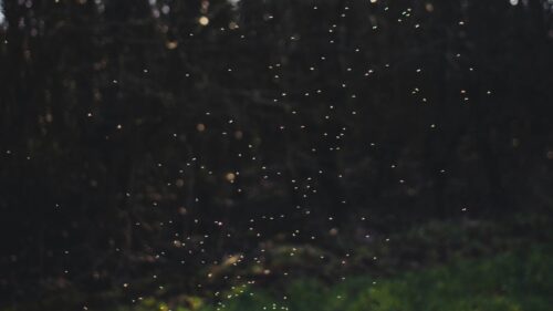 7 manieren hoe dieren met elkaar praten | Blog: Onderzoekcoördinator ...