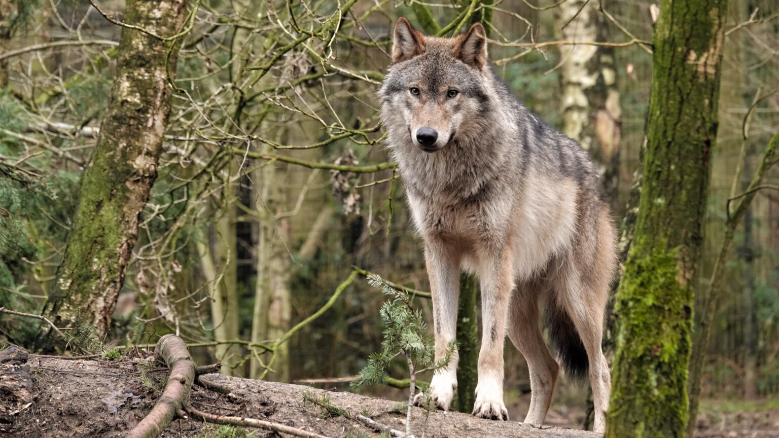 Samenleven met de wolf in Nederland? | Blog: Dierverzorger Marc Belt ...
