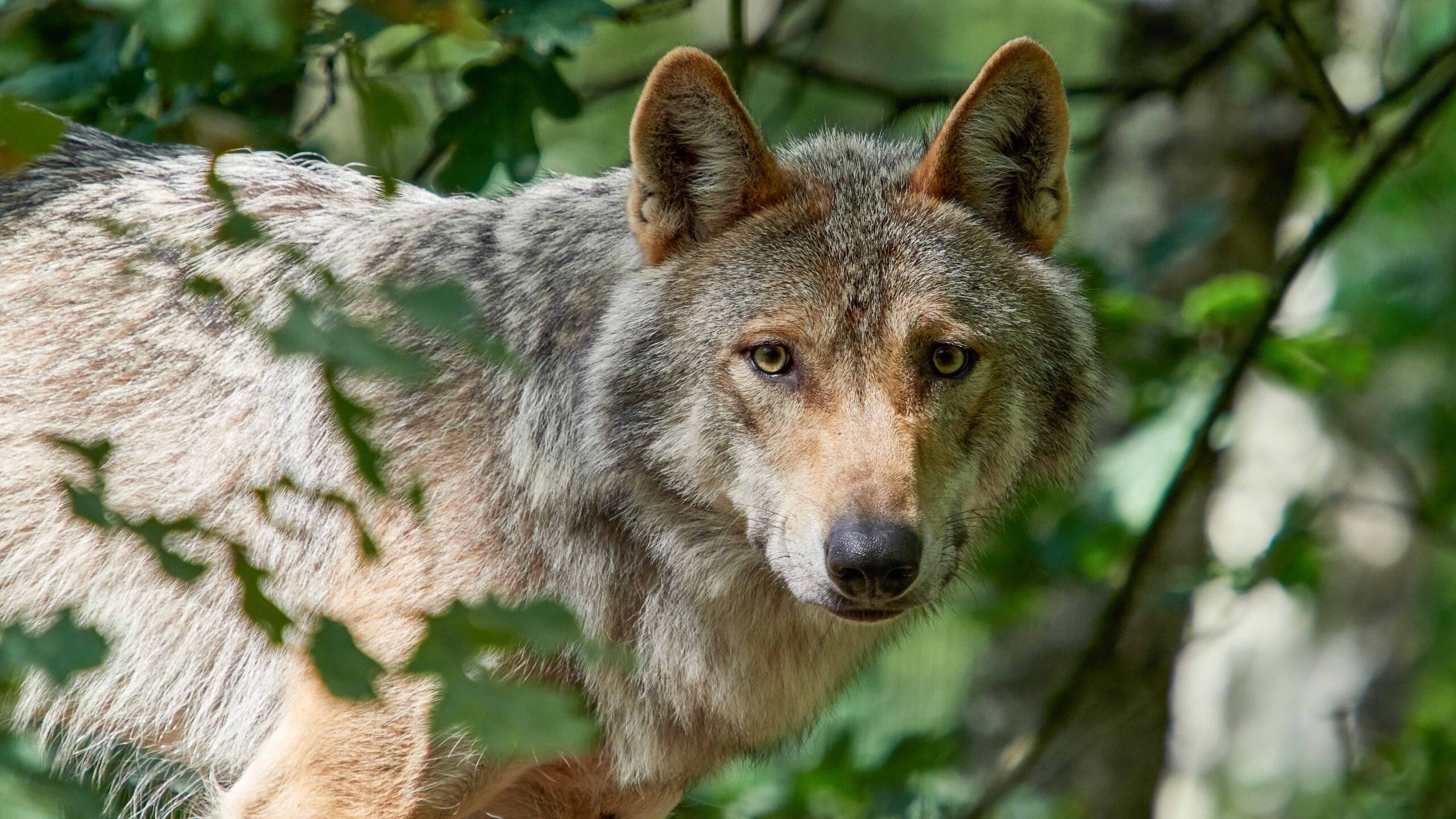 Samenleven met de wolf in Nederland? | Blog: Dierverzorger Marc Belt ...