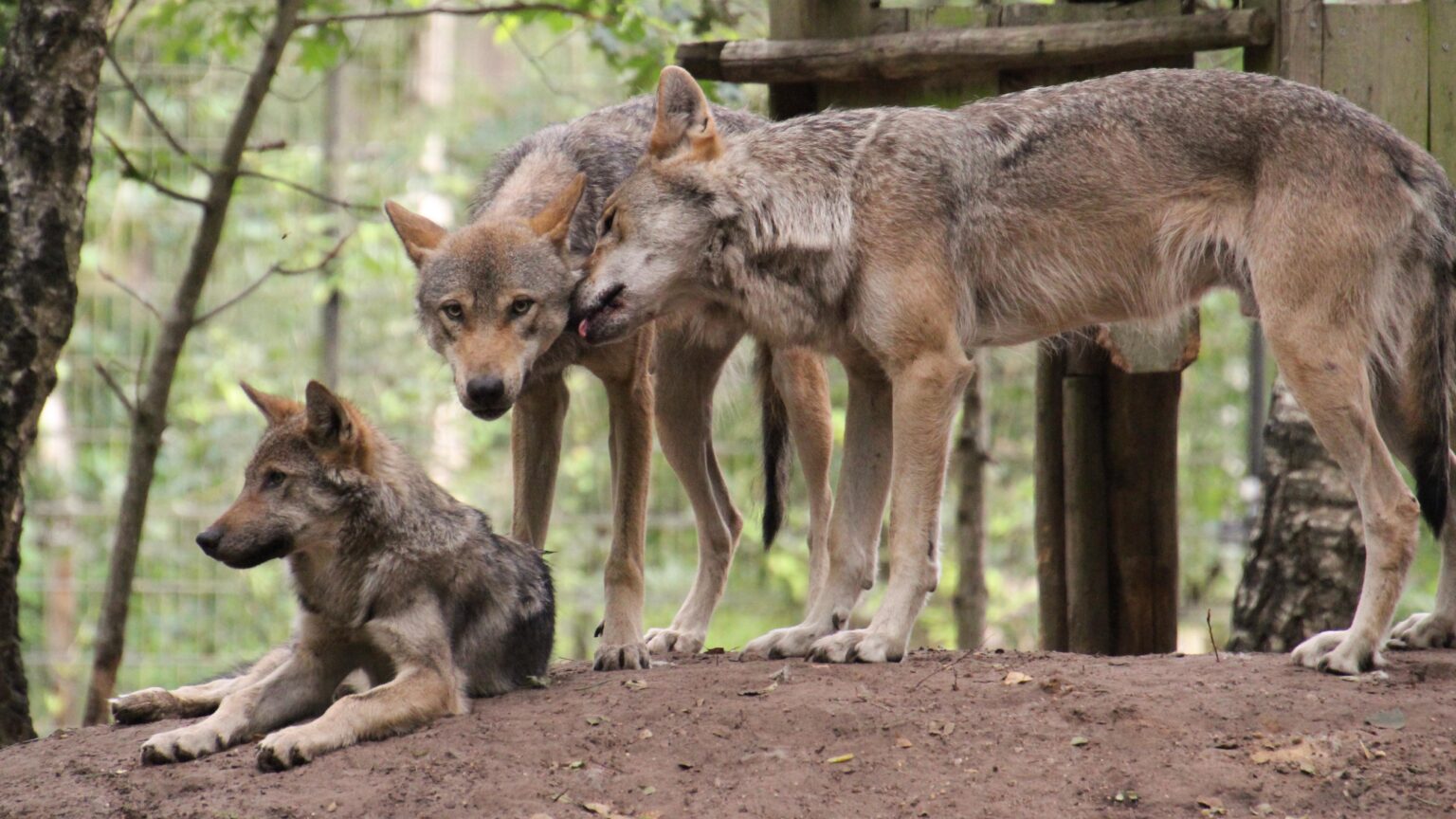 Samenleven met de wolf in Nederland? | Blog: Dierverzorger Marc Belt ...