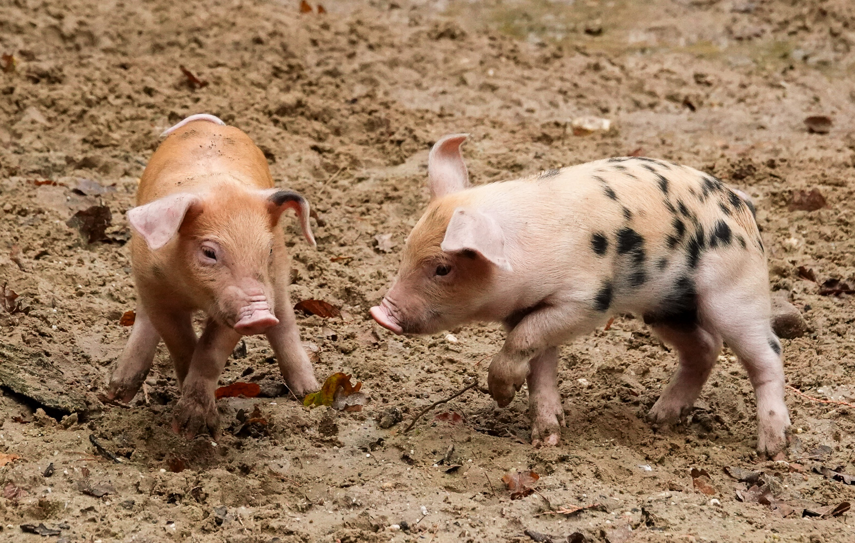 Geboortegolf: biggetjes én lammetjes geboren | Dierennieuws ...