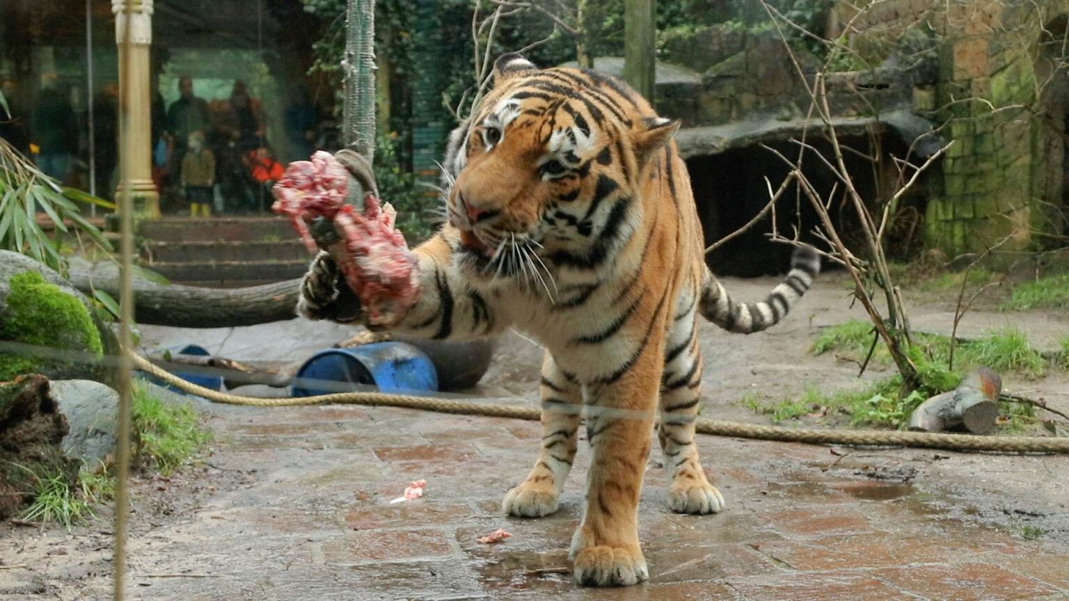 Verrijking in de dierentuin | Blog: Dierverzorger Saskia Visser ...