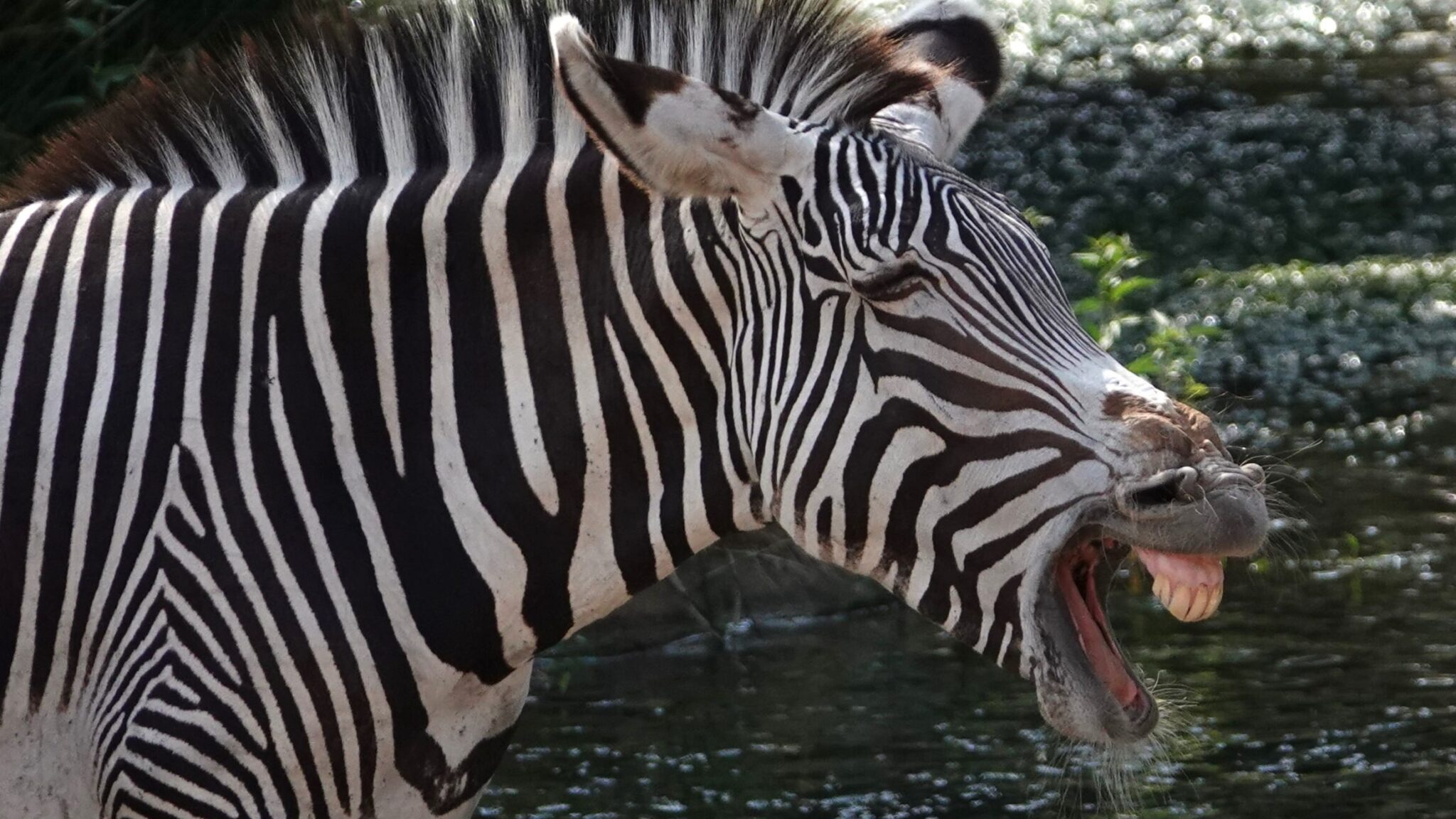 5 bijzondere dieren in de dierentuin | Blog: Carlijn Speksnijder ...