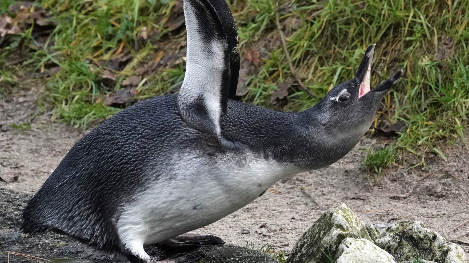 5 bijzondere dieren in de dierentuin | Blog: Carlijn Speksnijder | DierenPark Amersfoort