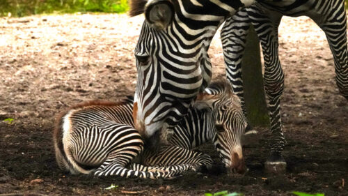 Waarom worden dieren in de lente geboren? | Blog: Gedragsbioloog en ...