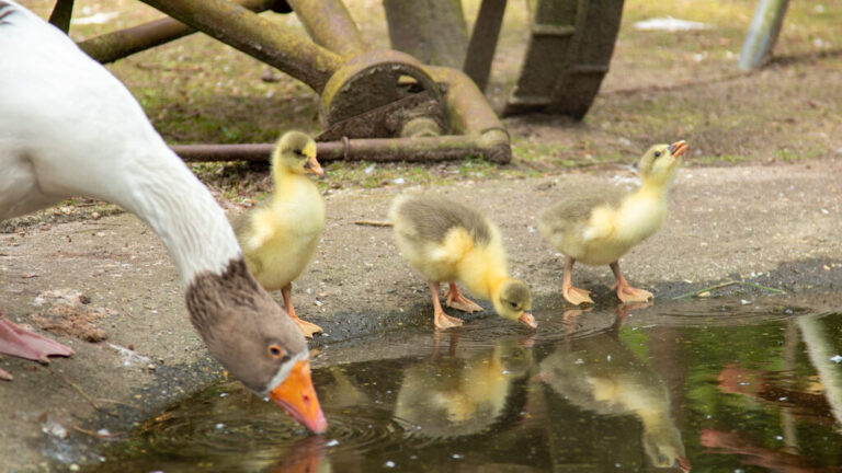 Waarom worden dieren in de lente geboren? | Blog: Gedragsbioloog en ...
