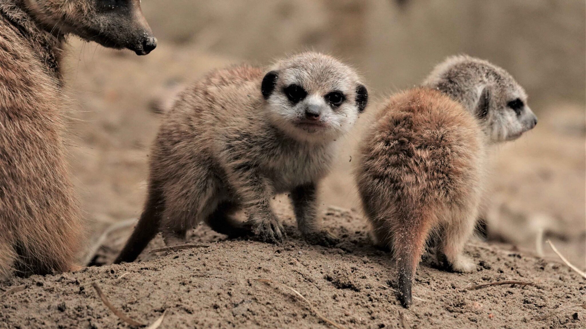 Waarom worden dieren in de lente geboren? | Blog: Gedragsbioloog en ...