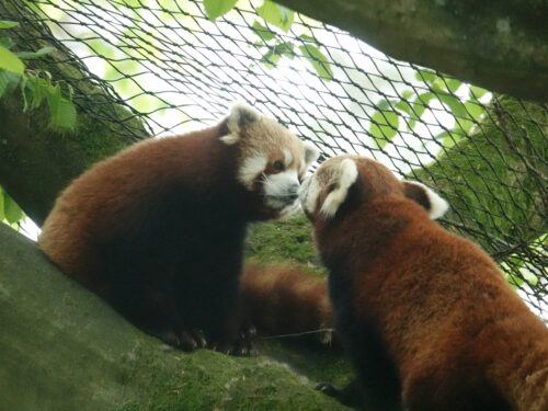 Nieuwe rode panda | Dierennieuws | DierenPark Amersfoort