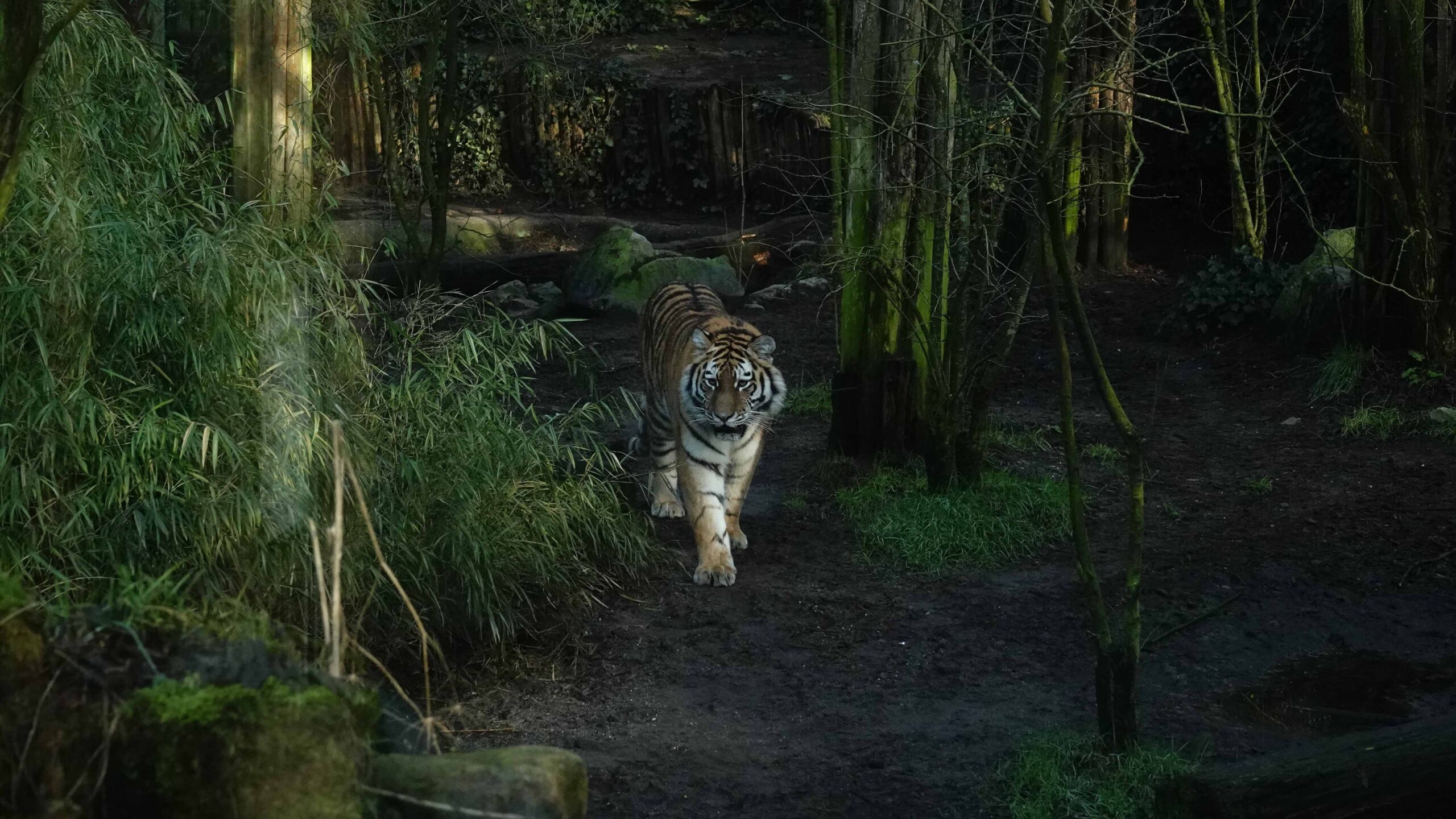 Nieuwe tijger | DierenPark Amersfoort